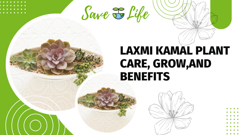Laxmi Kamal Plant : Care, Grow and Benefits - FactsnFigs.com